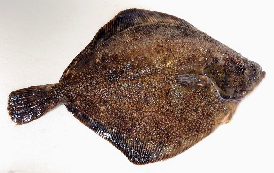 本田鰈 ( ほんだかれい ) （ 鮫鰈 ( さめがれい