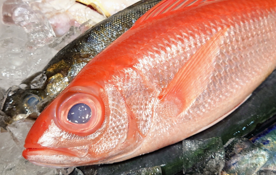 浜鯛 ( はまだい ) | 料理の教科書 季寄せ