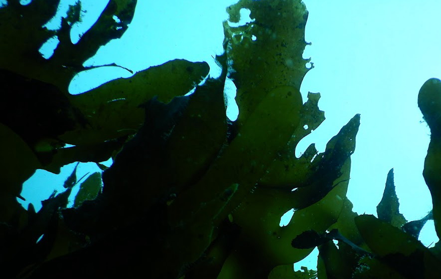 搗布 ( かじめ ) | 料理の教科書 季寄せ