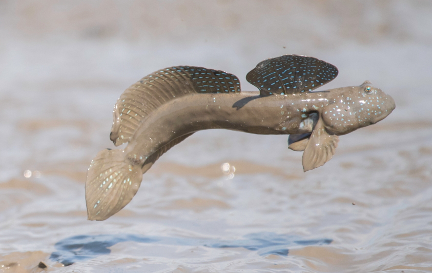 睦五郎 ( むつごろう ) | 料理の教科書 季寄せ